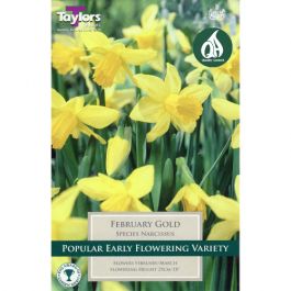 Narcissi February Gold - Taylor's Bulbs